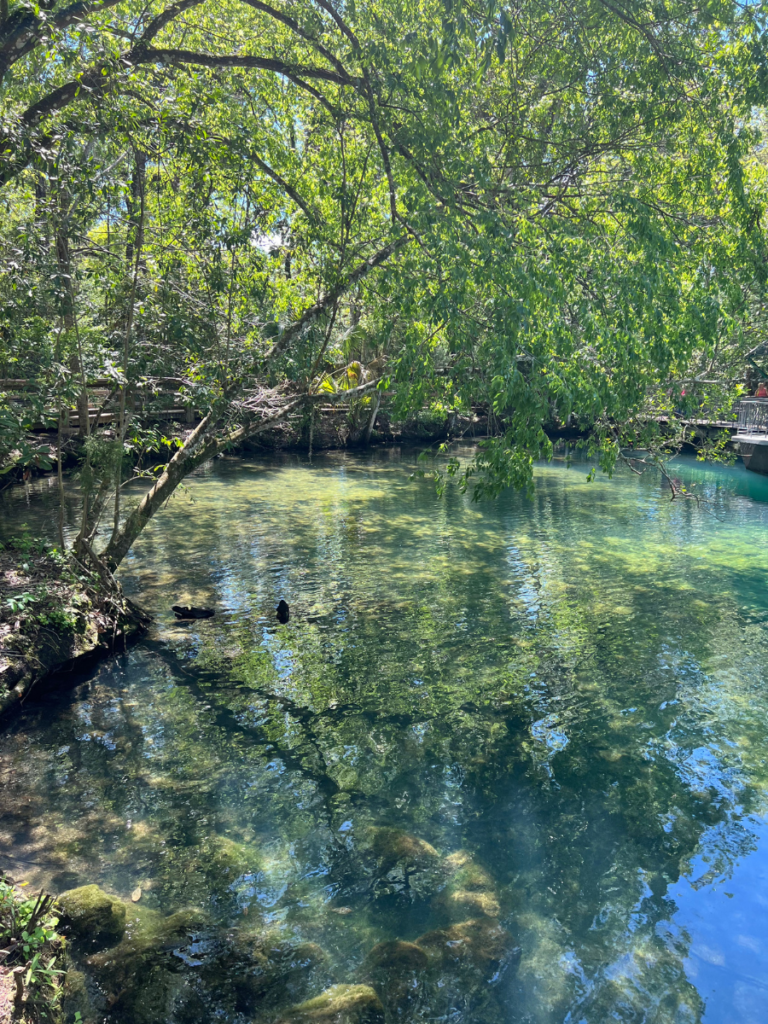 Exploring Florida's Hidden Gems: Homosassa Springs State Park - The ...